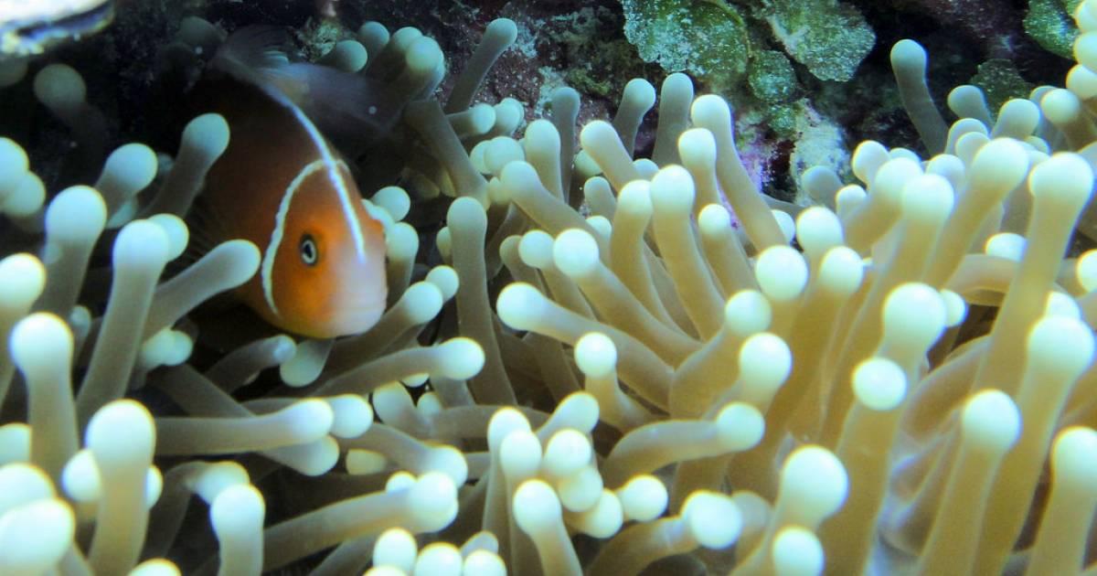画像6枚目：Anemonefish on Big Drop Off reef, Palau｜ パラオ基本情報 【交通手段編】～行動範囲を広げる ...